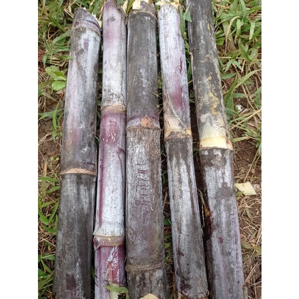 Jual Tebu Hitam - Buah Tebu Batang Manggis Tebu Manis Super | Shopee ...