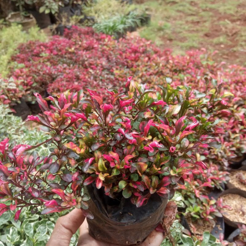 Jual tanaman krokot merah / krokot putih | Shopee Indonesia