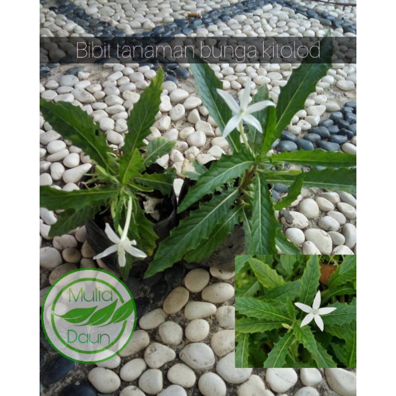 Jual Bibit tanaman daun kitolod/Pohon bunga kitolo/Obat herbal | Shopee ...