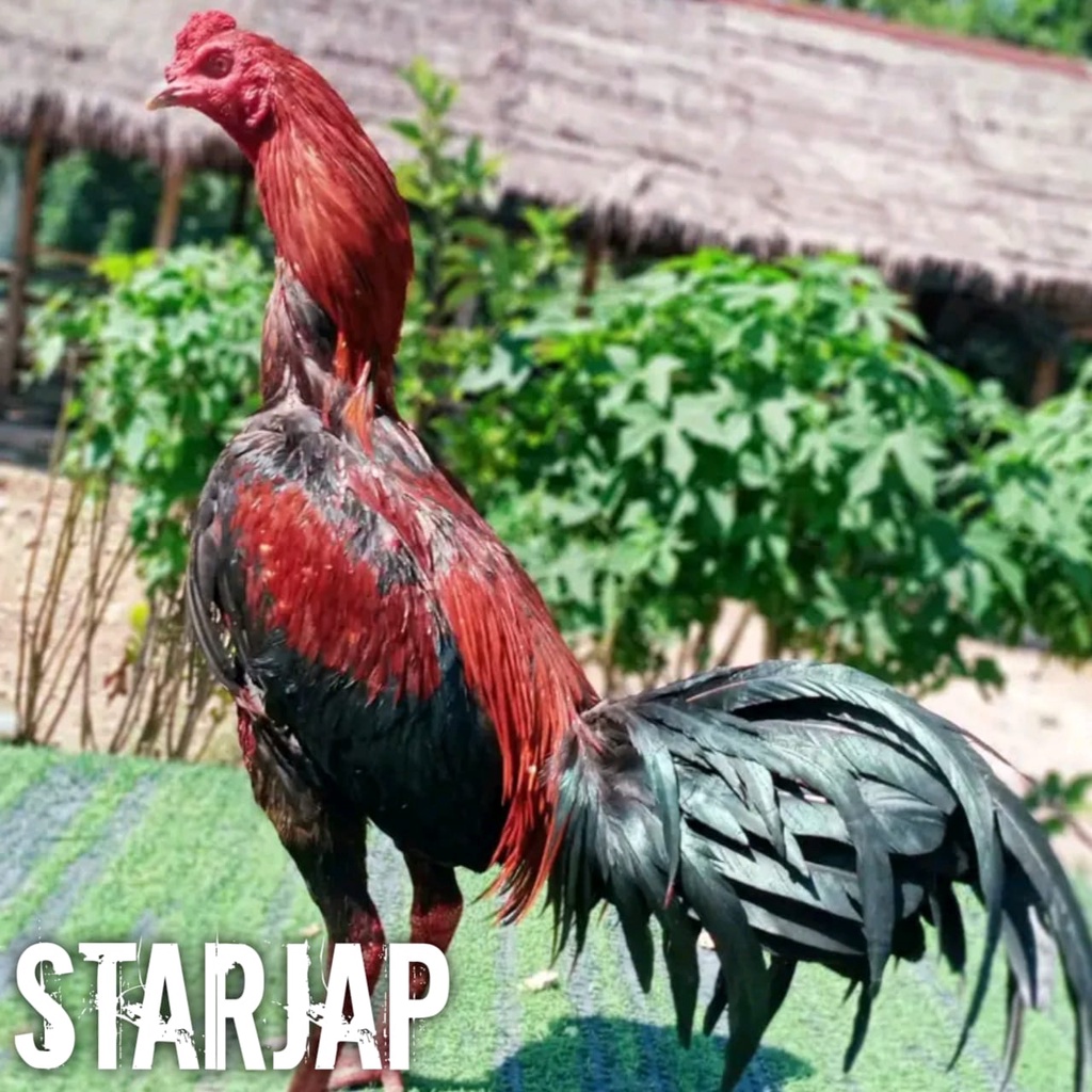 Jual ayam bangkok asli pama brazil telur fertil | Shopee Indonesia
