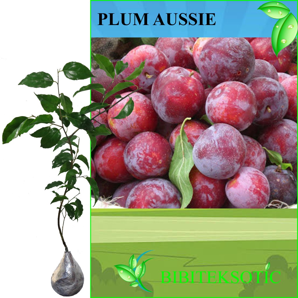 Jual Tanaman Plum Aussie | Shopee Indonesia