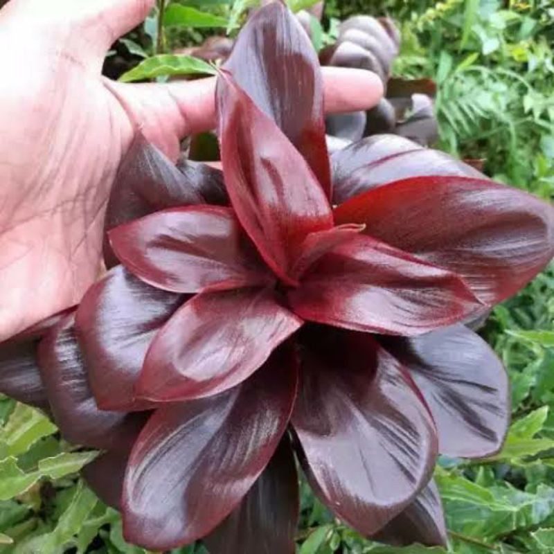 Tanaman Hias Hanjuang/Andong Merah Mini | Shopee Indonesia