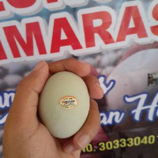 Jual Stiker Label telur asin Indonesia|Shopee Indonesia