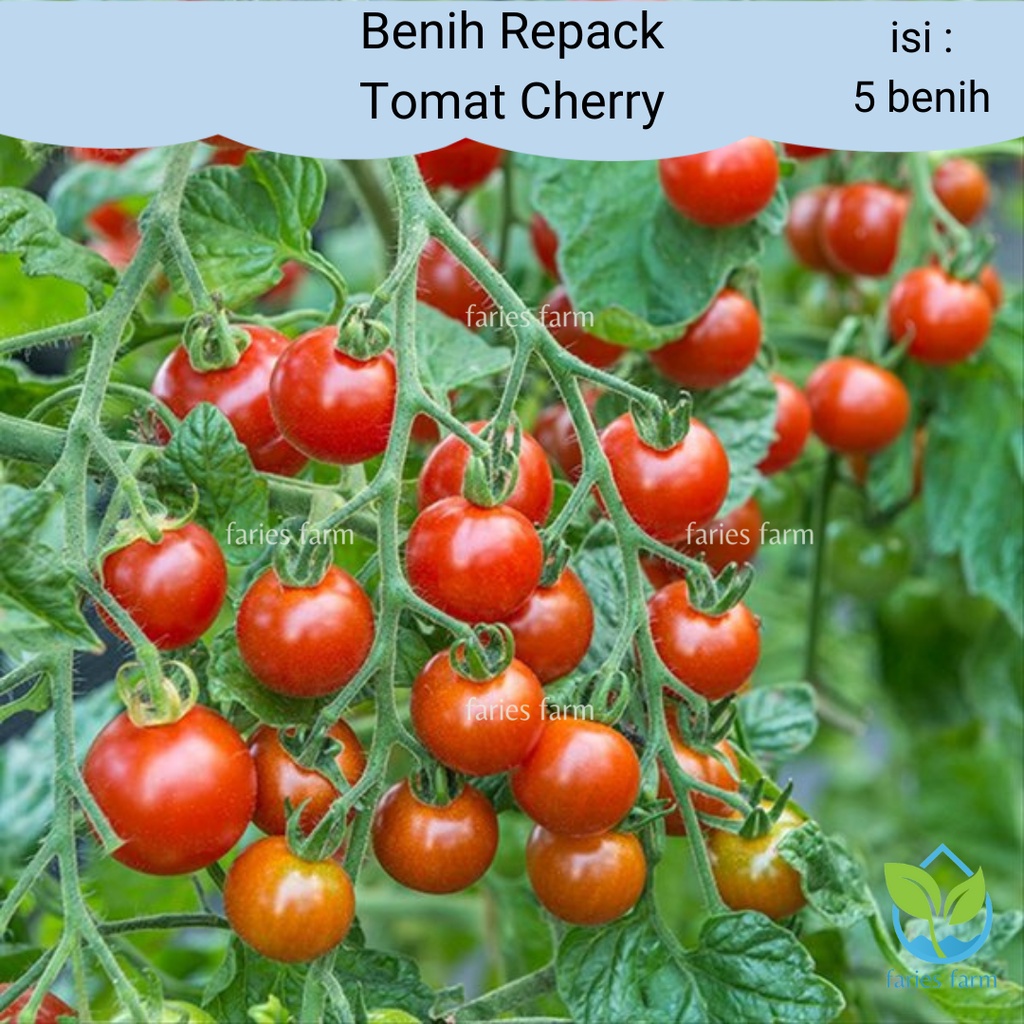 Jual Benih Repack Tomat Cherry Tomat Mini Ceri Unggul | Shopee Indonesia