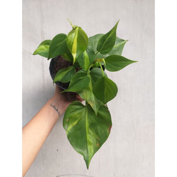 Jual Philo Brazil Cantik siap pajang | Shopee Indonesia