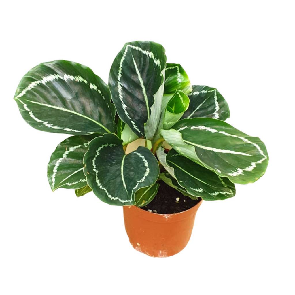 Jual chalathea silver back-calathea Silver black / Chalatea / bunga ...