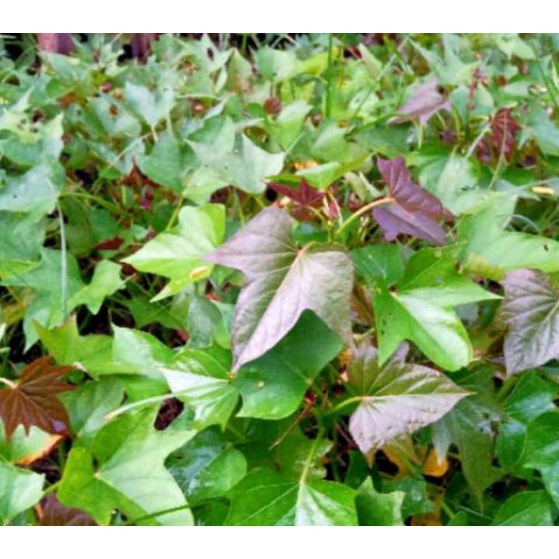 Jual 5 Bibit stek batang ketela ungu ubi ungu tekstur daging sangat ...