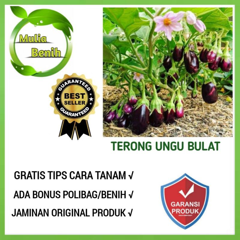Jual Isi 50 Biji - Benih Terong Ungu Bulat F1 Tahan Virus - Bibit Tanaman Sayur Sayuran Terung ...