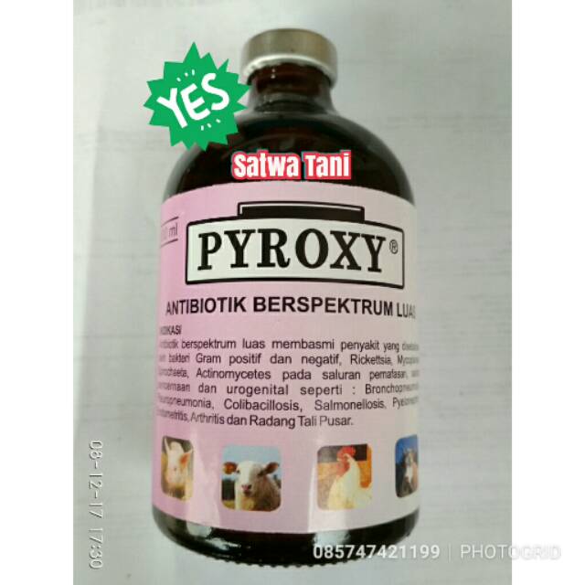 PYROXY 100 ml (ANTIBIOTIK TERNAK MODERN DARI PYRIDAM) | Shopee Indonesia