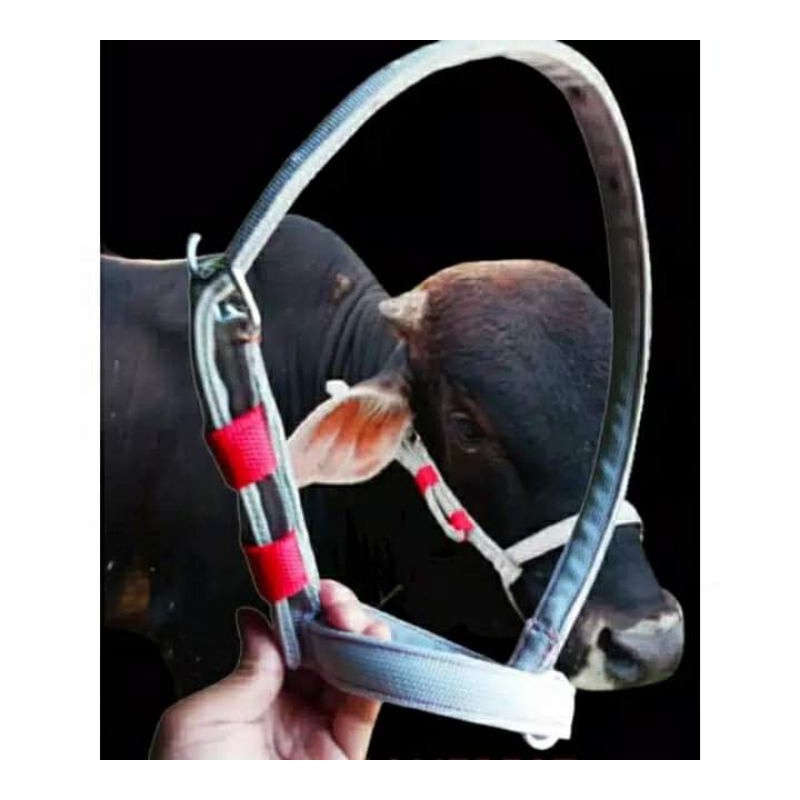 Jual TALI SAPI/HEAD HALTER/BRONGSONG SAPI/TALI KELUH SAPI Indonesia ...