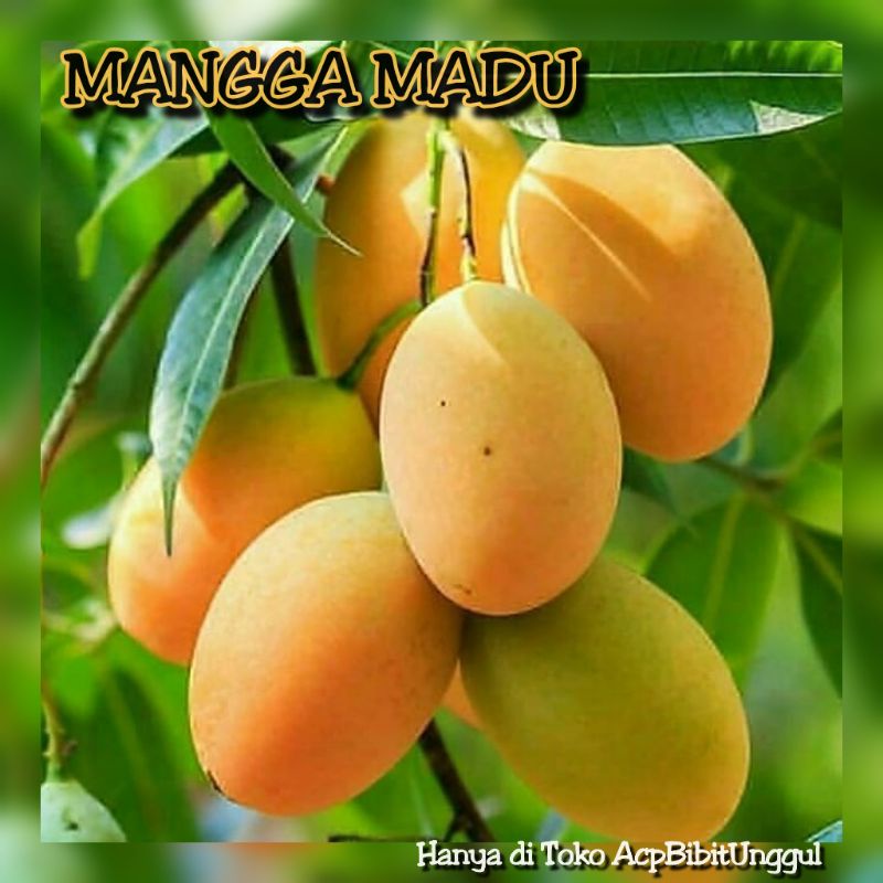 Jual Bibit Mangga Madu Super Manis | Shopee Indonesia