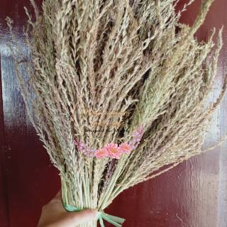 Jual Bunga Jagung Kering Bunga Kering Murah Bahan Kerajinan Tangan