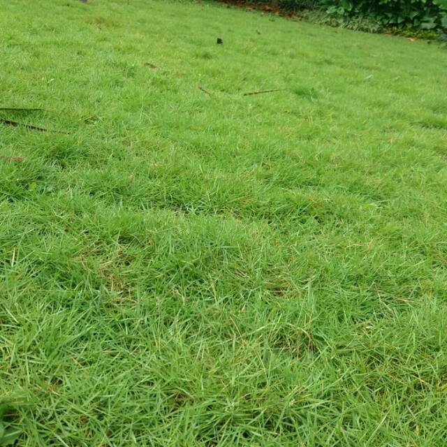 Jual Bibit rumput jepang ukuran 1x1 meter | Shopee Indonesia