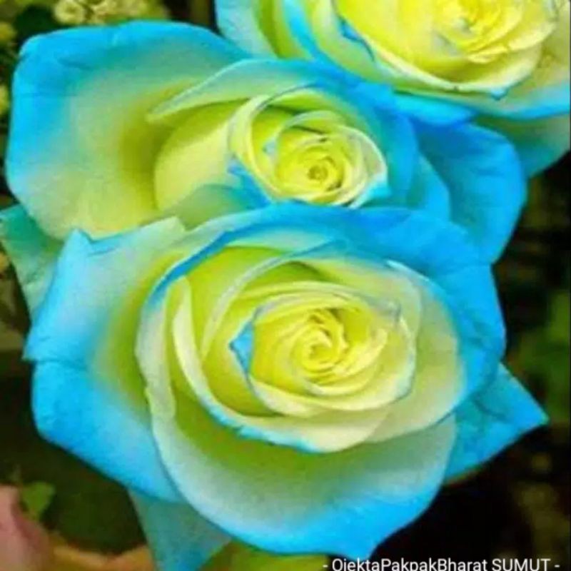 Jual Bunga Mawar Biru Langit Sudah ada akar dan daun Bukan Benih Biji ...