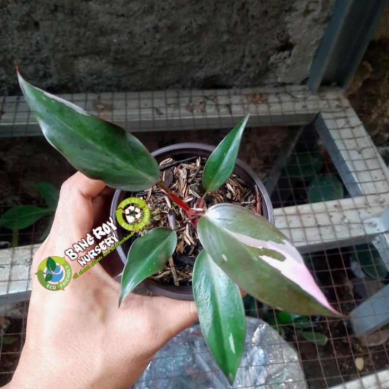 Jual philodendron pink princess marble original (3/5 daun) | Shopee ...