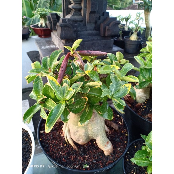 Jual Biji adenium soco daun varigata silangan(perbiji) | Shopee Indonesia