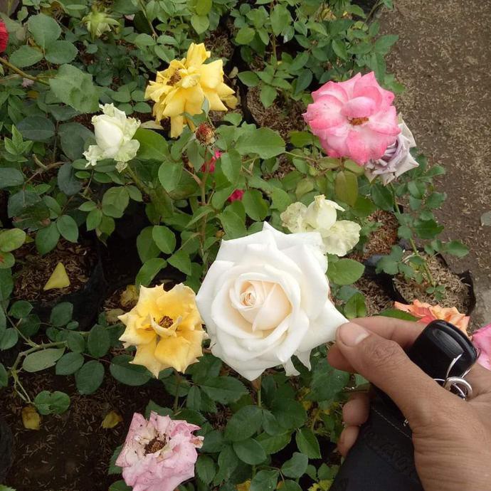 Menakjubkan 15+ Bunga Mawar Aneka Warna - Gambar Bunga Indah