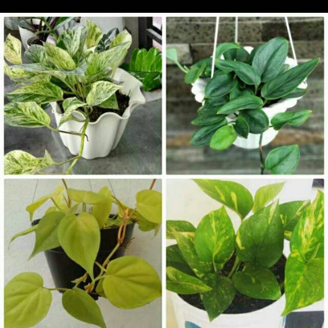 Jual paket Tanaman hias gantung 4 jenis sirih gading varigata,susu ...