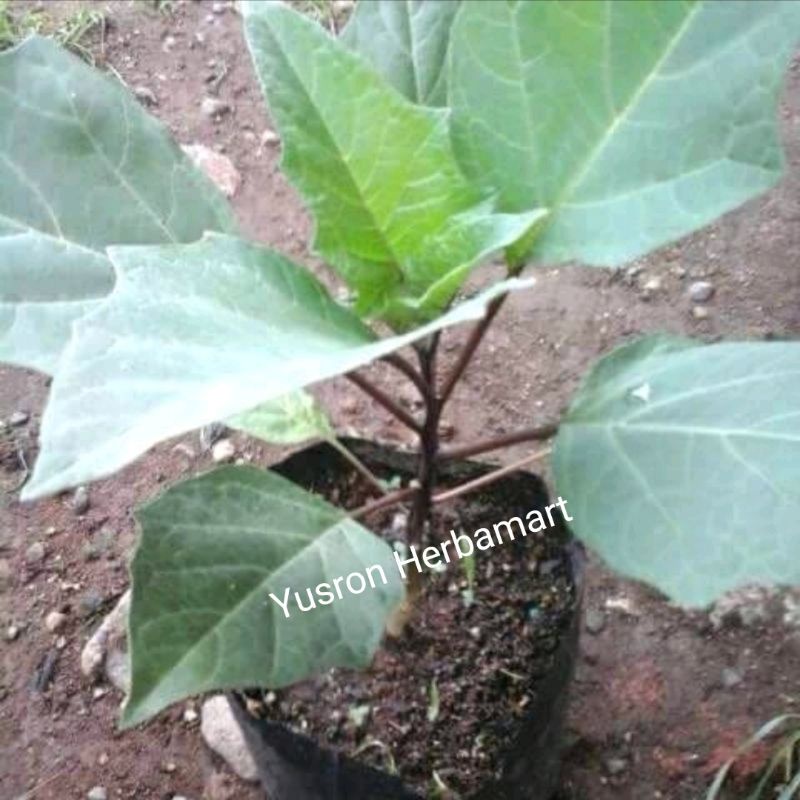 Jual BIBIT TANAMAN KECUBUNG WULUNG | Shopee Indonesia