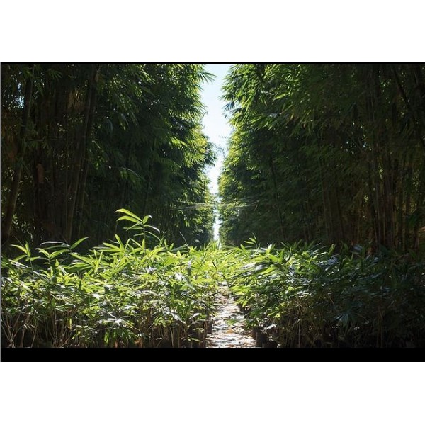 Jual Bibit Bambu Petung / Awi Bitung / Dendrocalamus asper / bambu ...