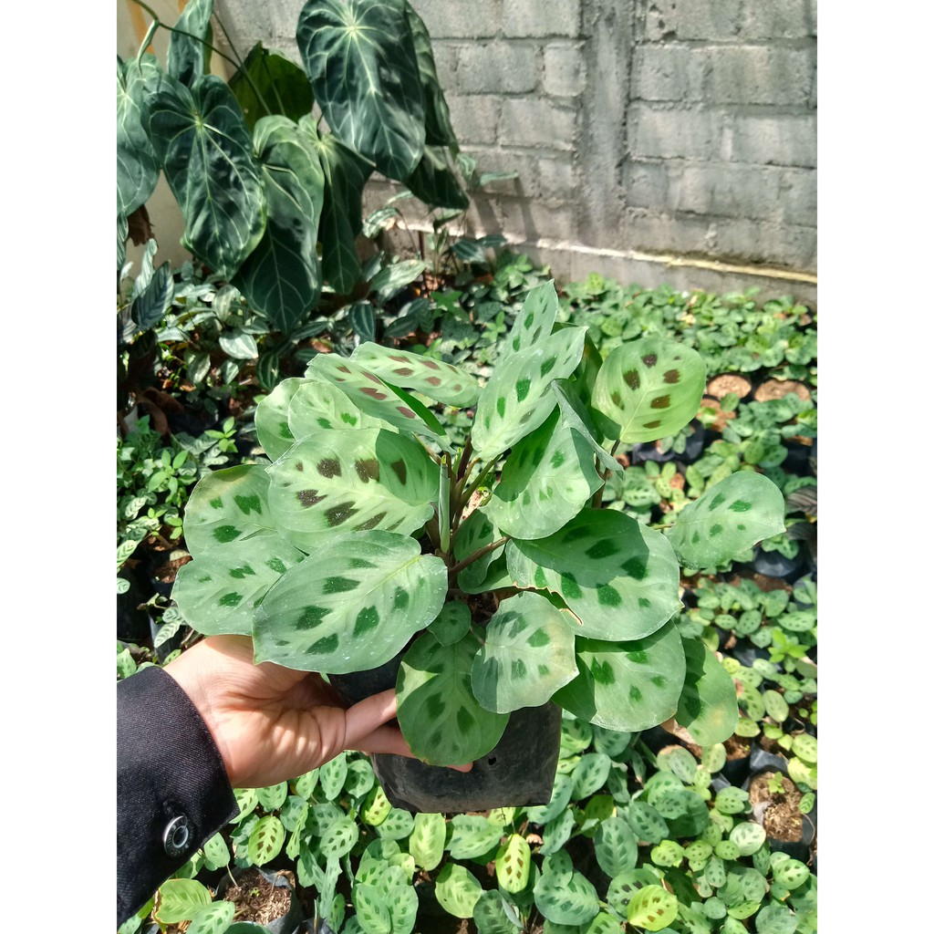 Jual tanaman hias bunga calathea/kalatea/chalatea levonero ...