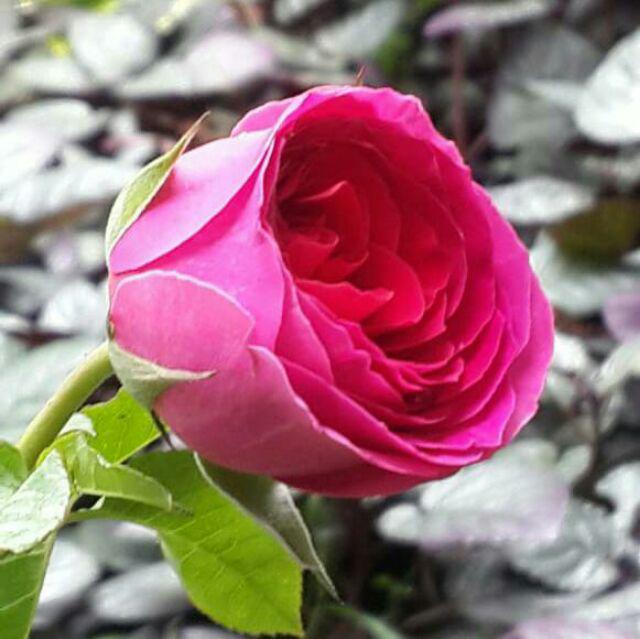 Kate rose | Shopee Indonesia