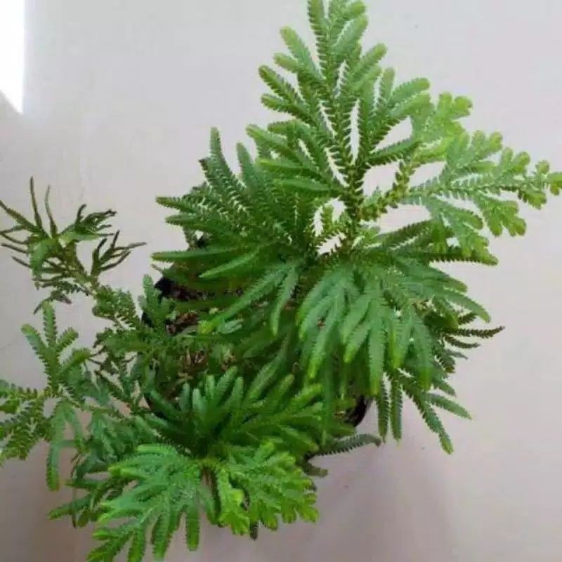 Jual Tanaman Hias Pakis Cakar Ayam Hijau/Paku Pakuan Hijau | Shopee ...