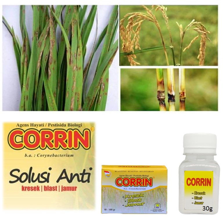 Jual Pestisida Agens Hayati CORRIN, Ampuh Atasi Penyakit Blast, Kresek ...