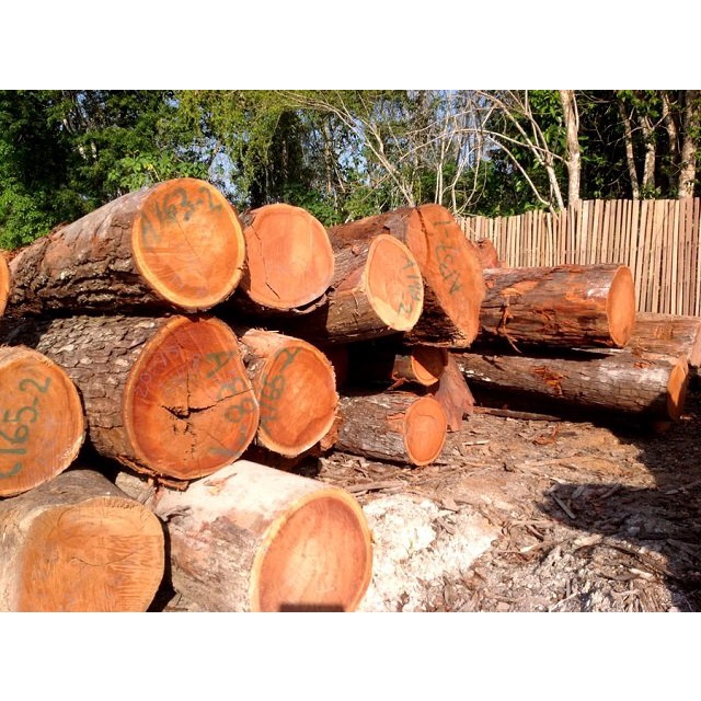 Jual Pohon Kayu Mahoni Bibit Asli Mahoni | Shopee Indonesia