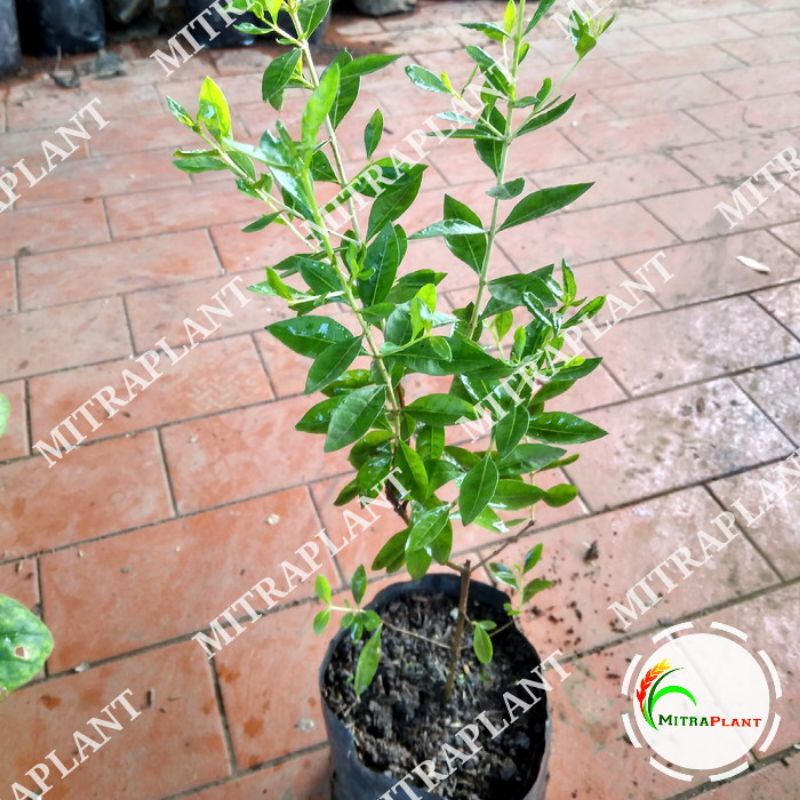 Jual Bibit Pohon Pacar Arab - Tanaman Daun Pacar Kuku - Pohon Henna ...