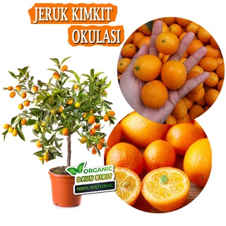Jual Bibit Jeruk Kimkit Okulasi Sambung Pucuk | Shopee Indonesia