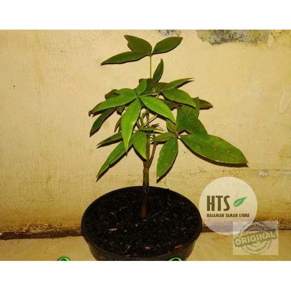 Jual Tanaman Hias Pacira - Pachira Money three Tanaman pembawa hoki ...