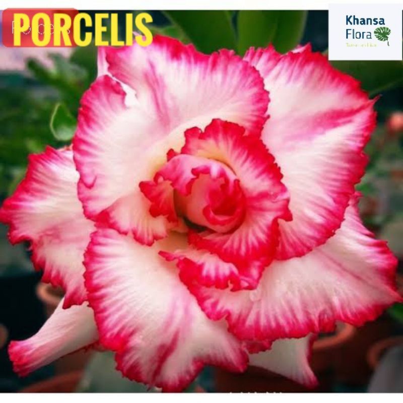 Jual adenium bunga tumpuk (size C) Indonesia|Shopee Indonesia