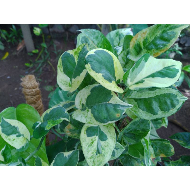 Jual Sirih Njoi, sirih njoy, sirih enjoy, surih enhjoi, epipremnum ...