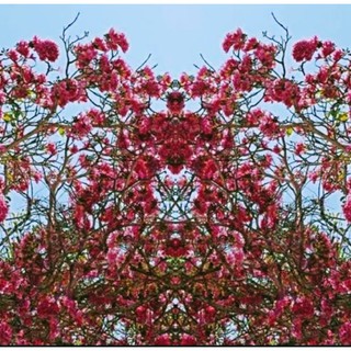 Jual Tanaman Tabebuya Merah | Shopee Indonesia