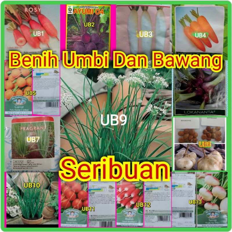 Jual Biji Bibit Benih Tanaman Umbi-umbian Lobak Putih Merah Seribuan ...