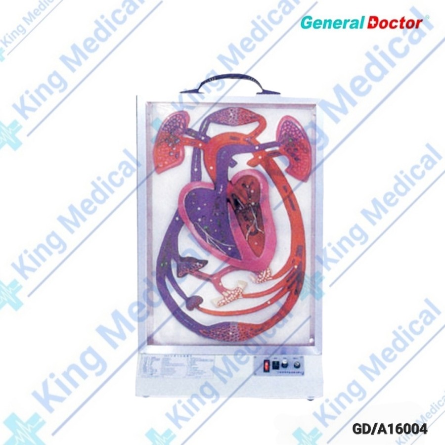 Jual Electric Heart Beat & Model Sirkulasi Darah - General Doctor GD ...