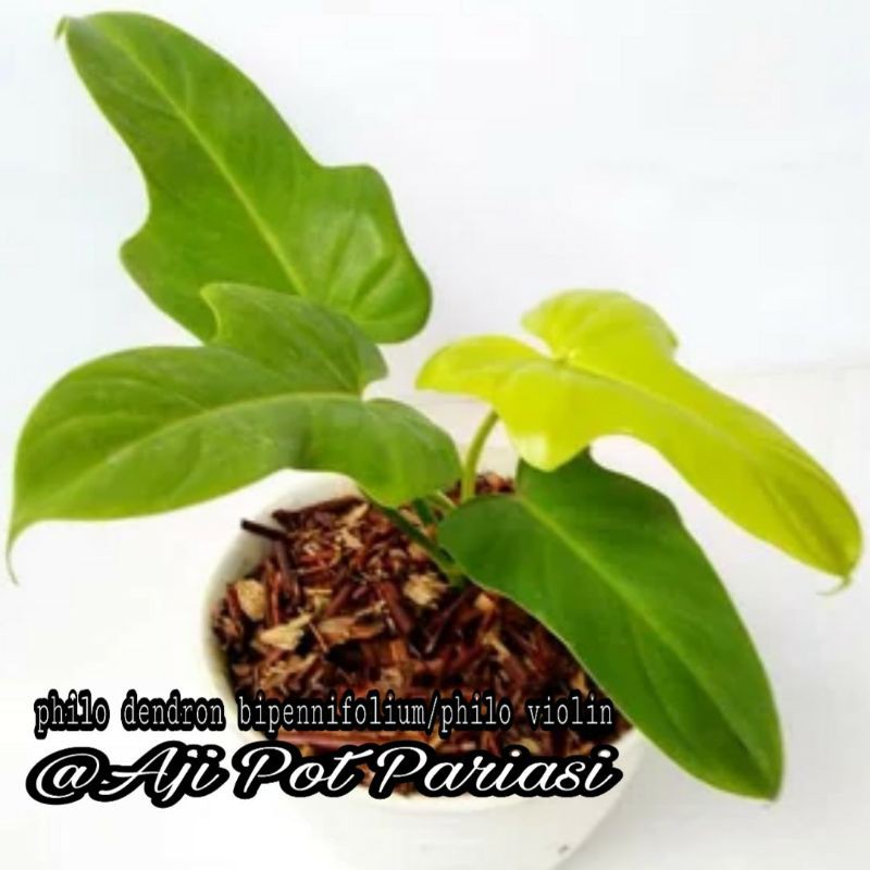 Jual Tanaman Hias Philo Dendron Bipennifolium/Philo Violin+Pot 15cm ...