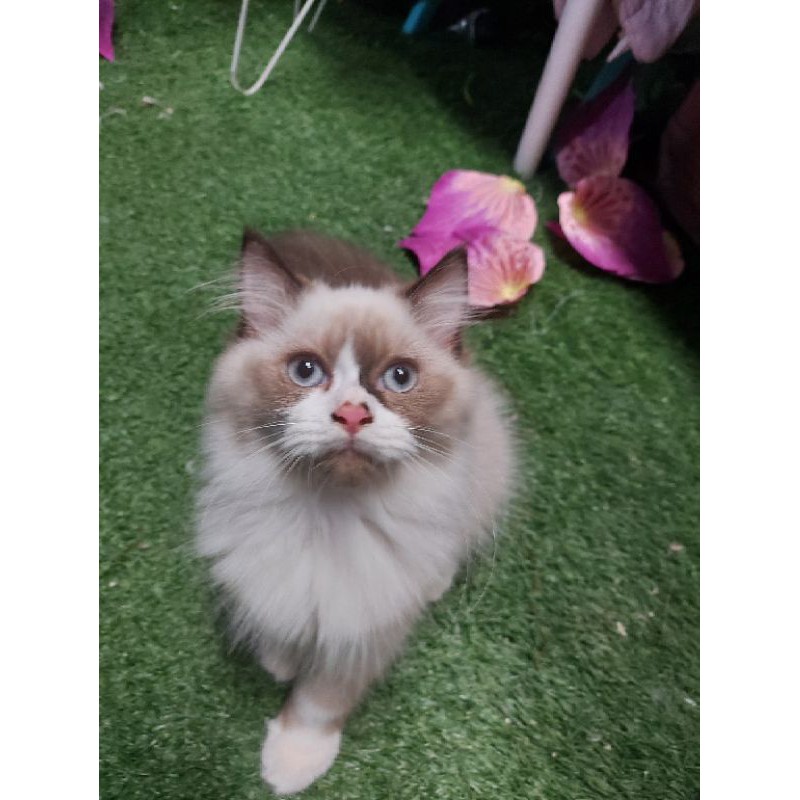 Harga Ragdoll Terbaru Oktober 2021 | BigGo Indonesia