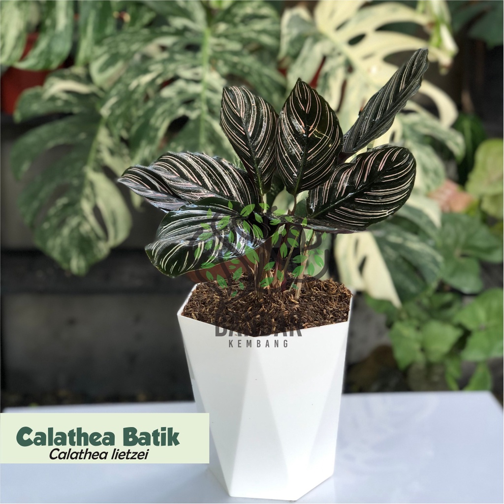 Jual Tanaman Hias Calathea batik kalatea batik (Calathea Litezei ...