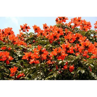 Jual Promo 10 Bibit Tanaman Pohon Sepatu Dea Merah Murah | Shopee Indonesia