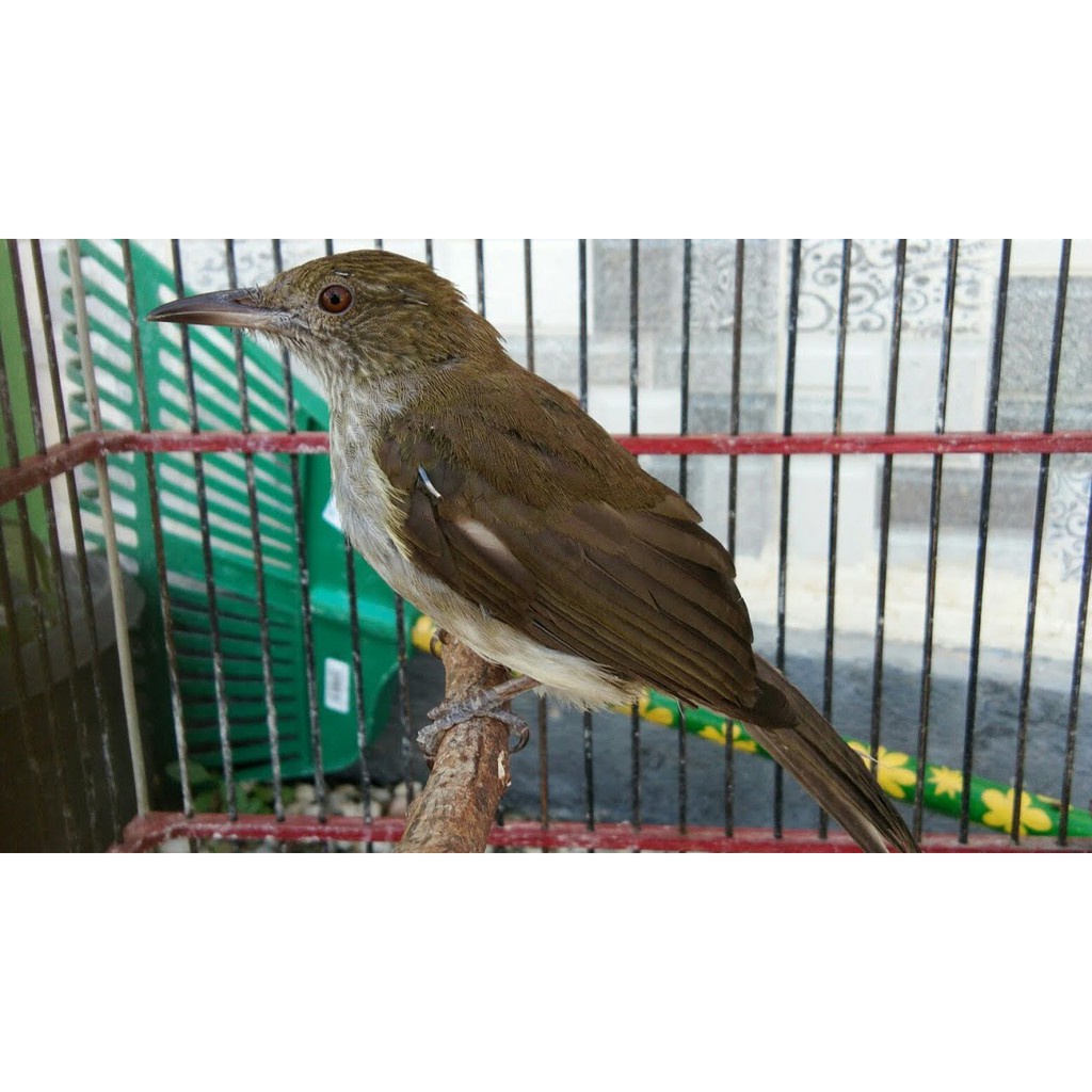 Jual Burung Siri Siri Besar Sumatra | Shopee Indonesia