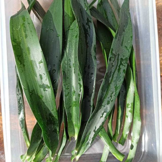 Jual Daun Suji Hijau Asli | Shopee Indonesia