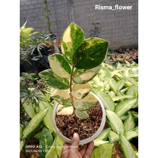 Jual POHON ZAMIA VARIGATA / TANAMAN HIAS | Shopee Indonesia