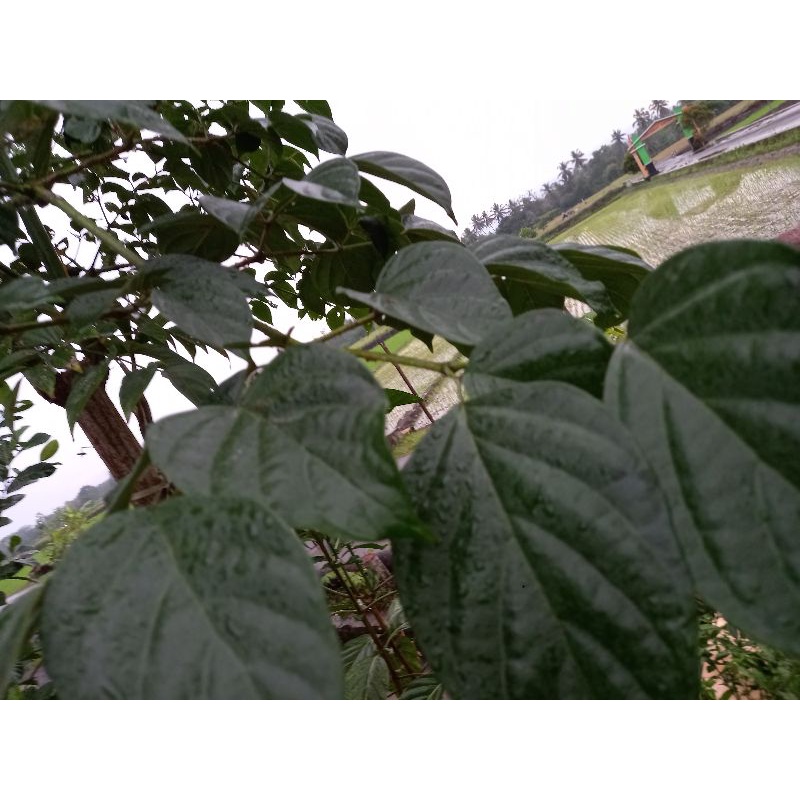 Jual Daun Lanang Ecoprint | Shopee Indonesia