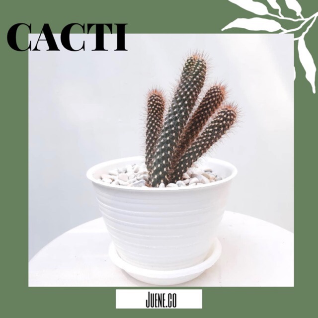 Jual CACTUS/CACTI | Shopee Indonesia