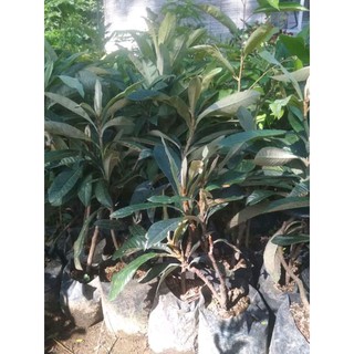 Jual bibit leci kuning biwa benih pohon tanaman buah okulasi bisa untuk ...