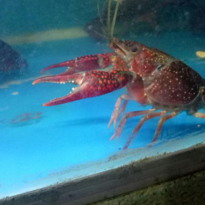 Jual Hot Item Lobster Merah Size Besar / Udang Hias | Shopee Indonesia