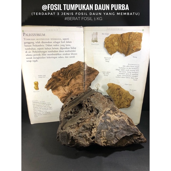 Jual Fosil Tumpukan Daun Purba E3 atau Fosil Tumbuhan atau Fosil Daun ...