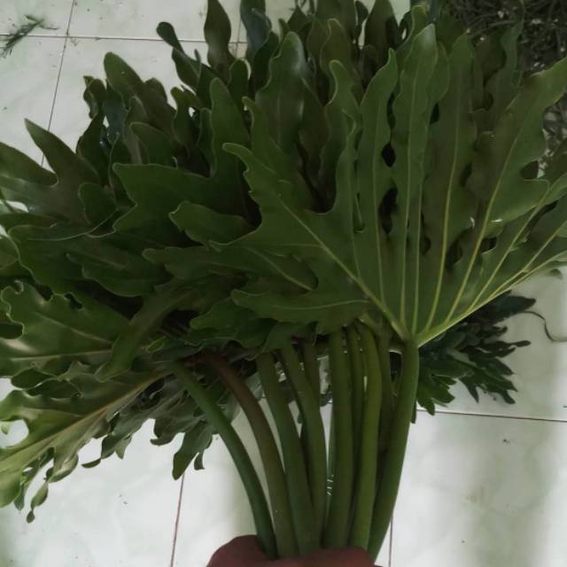 Jual Daun pillow dendron asli segar per 1 ikat (isi 10 daun) | Shopee ...